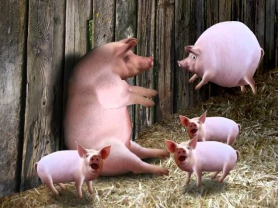 A Video Of A Mother Pig Blowing Up Her Piglets Like A Balloon - That ...