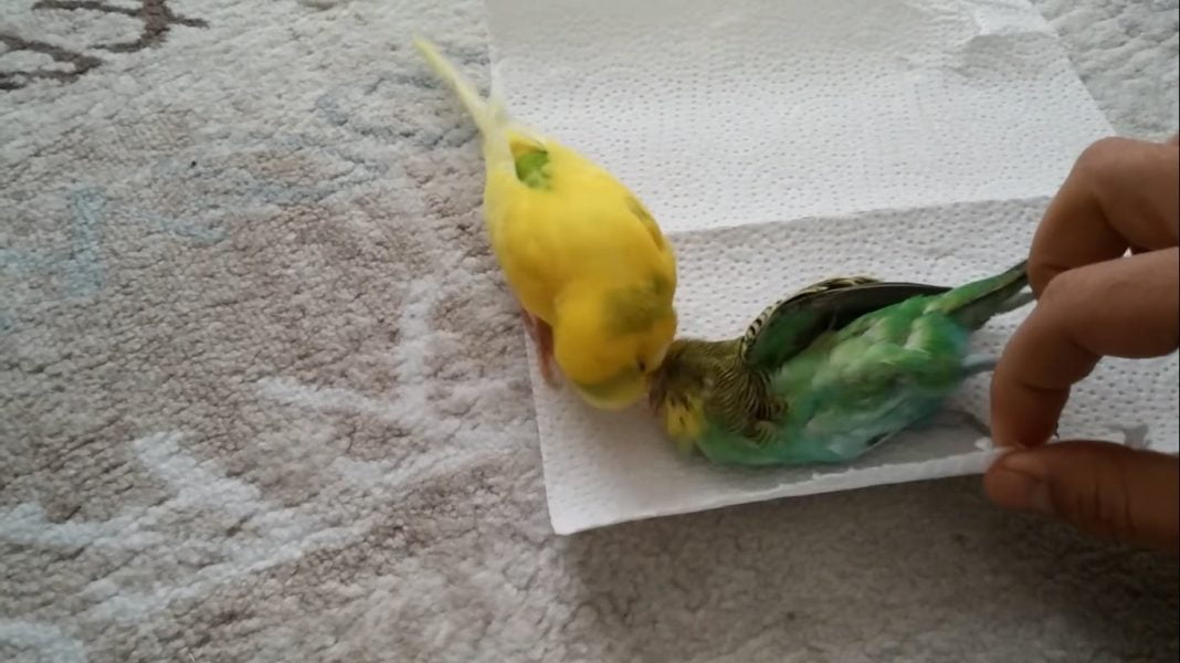 Bird Says Goodbye To Friend In The Saddest Way Possible - That Eric Alper