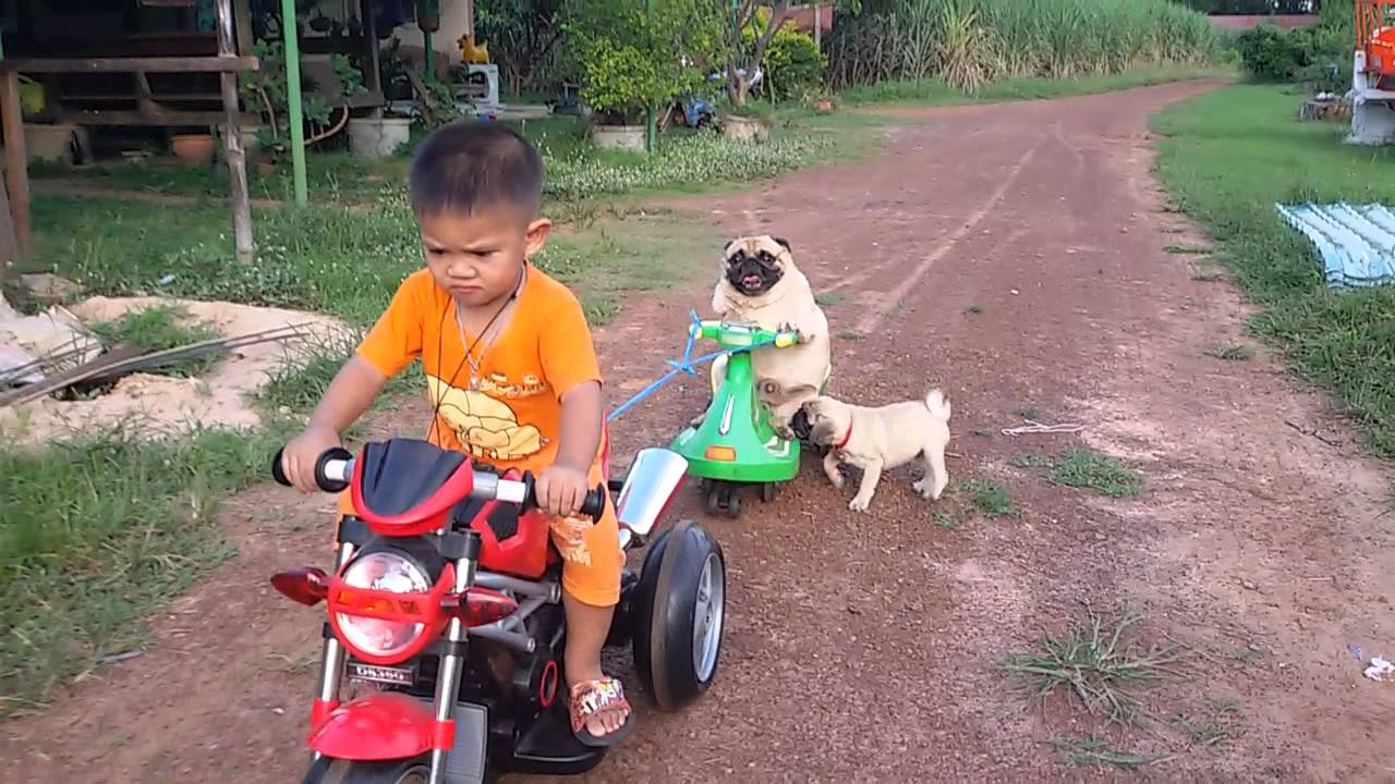 Little pug really, really, REALLY wants to ride on this motorcycle ...