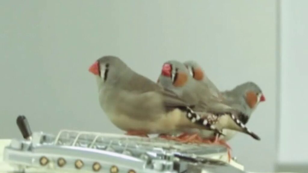 70 Birds Play a Room Full of Electric Guitars - That Eric Alper