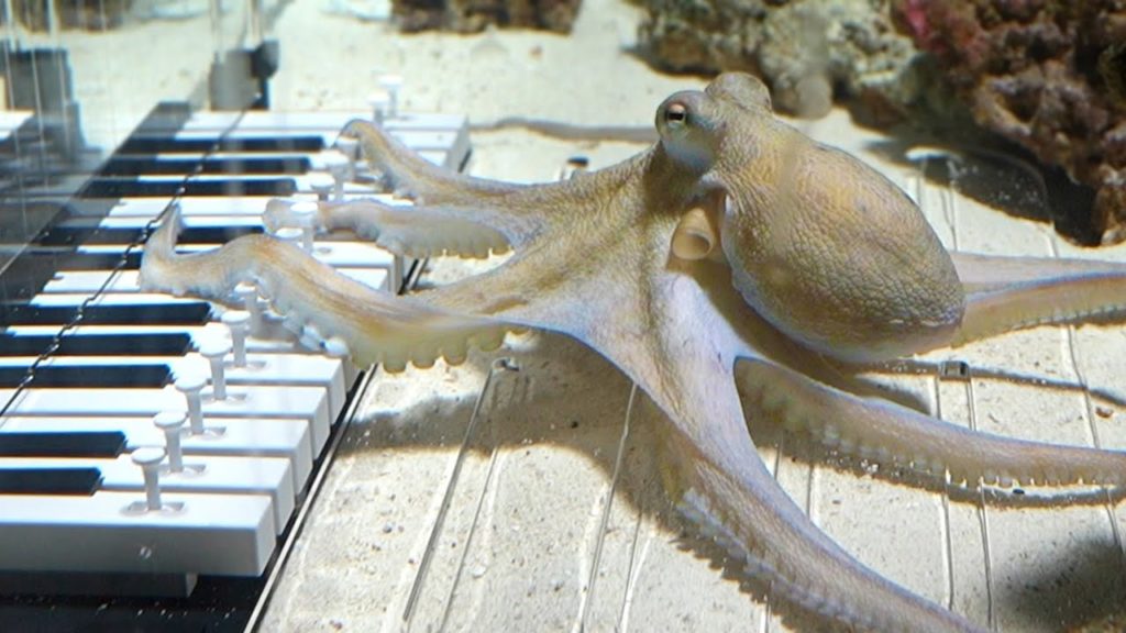 Swedish Musician Builds Custom Piano to Teach an Octopus to Play - That ...